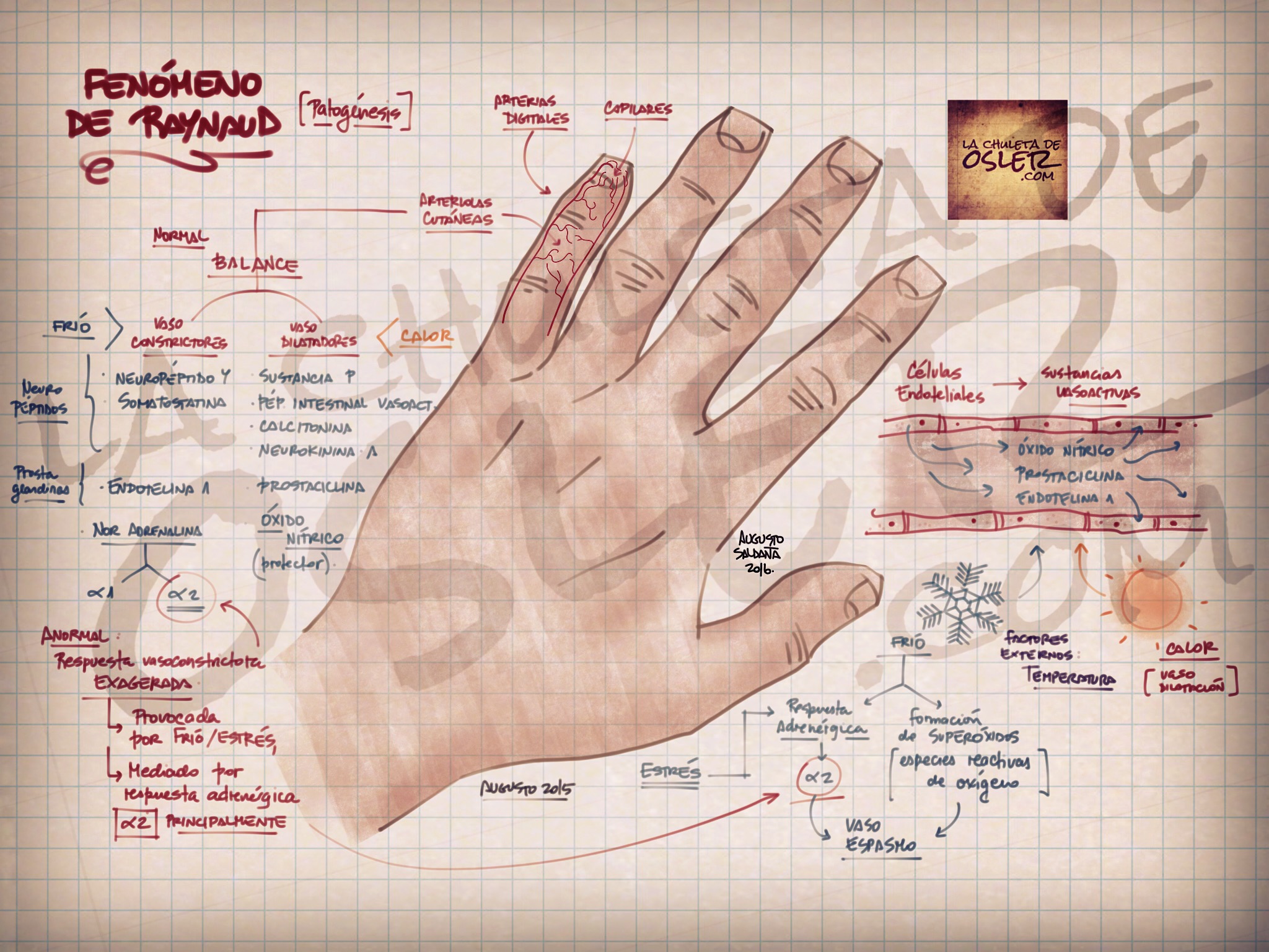 Reumatología: Fenómeno de Raynaud – La Chuleta de Osler