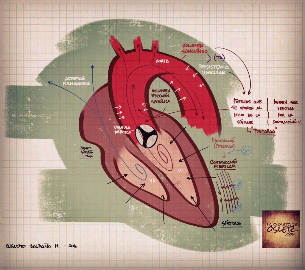 Cardiología: Precarga y poscarga