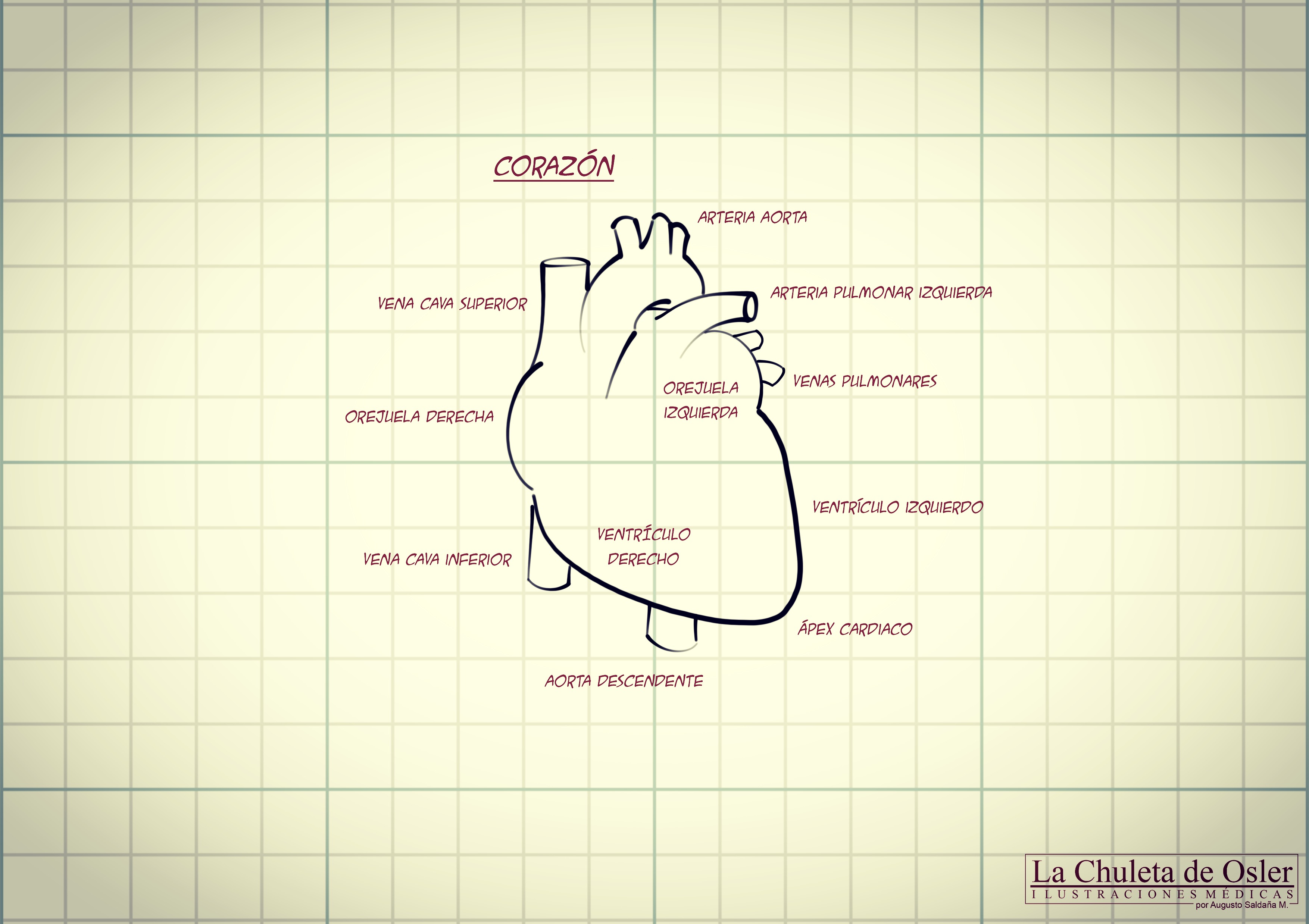 Videoclase: Pericarditis aguda – Ultrarresumen y criterios diagnósticos ...
